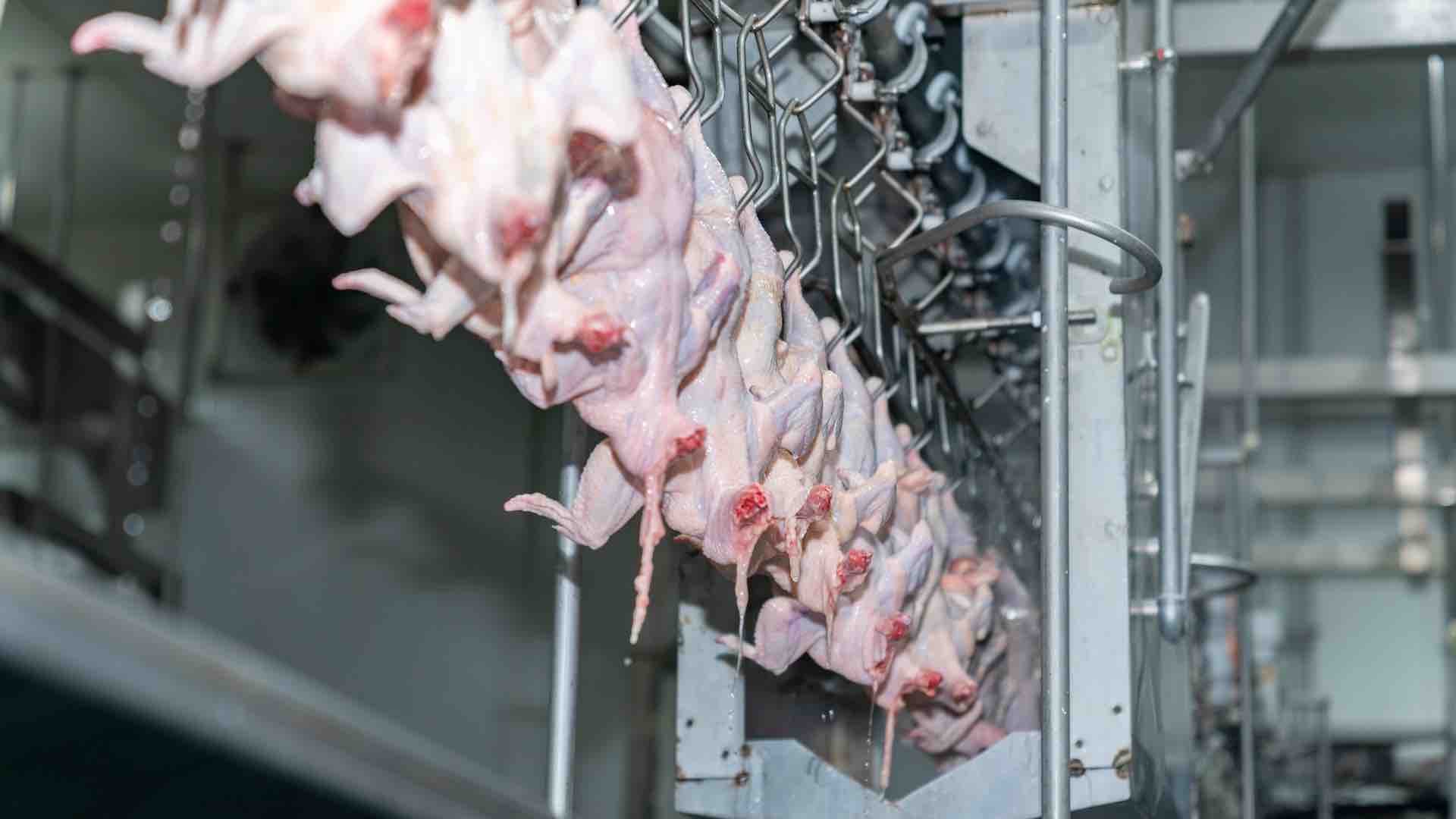 Saudi poultry production hits 558 million kg with 9% growth in 2024 ...